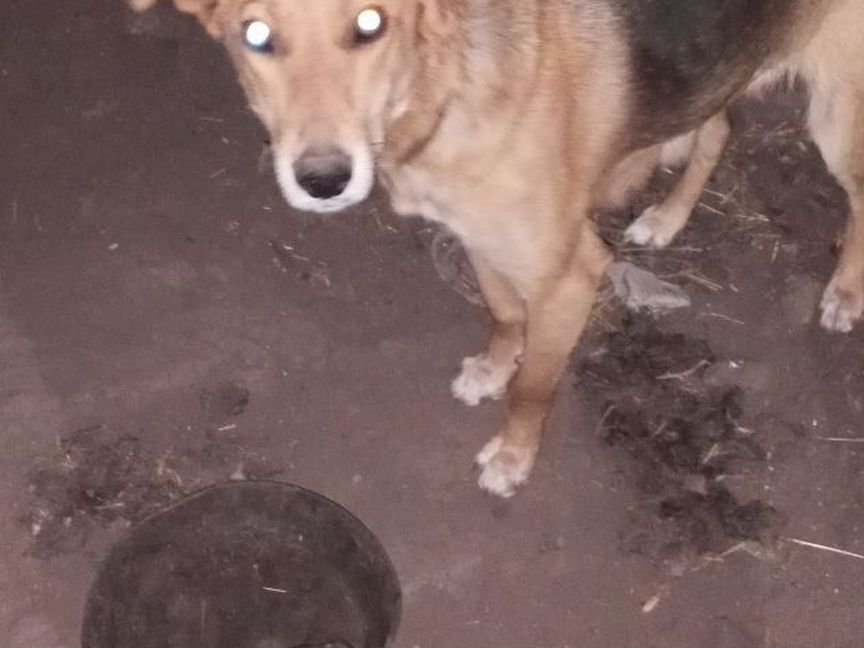 Собака в добрые руки