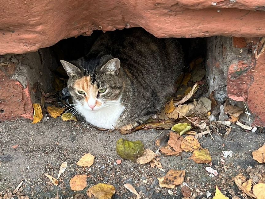 Подбросили кошку