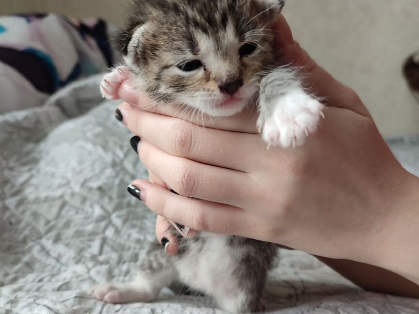 Котята ищут любящий дом