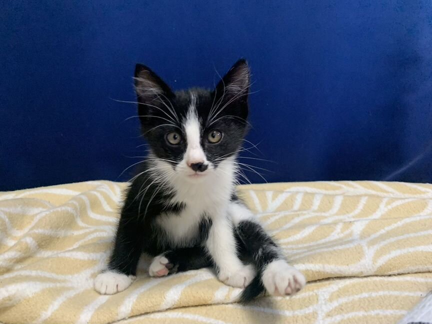 Очень красивый котенок