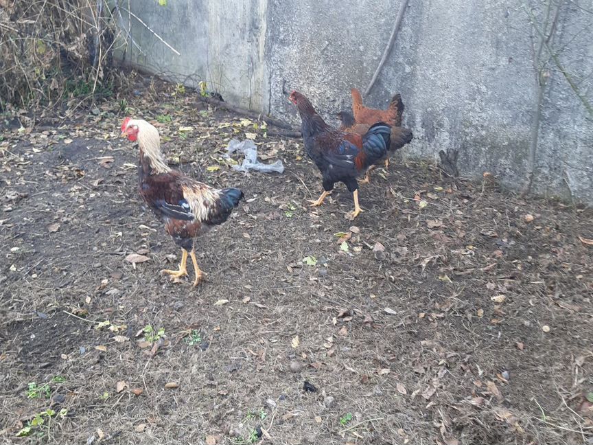 Петухи юрловские и ливенские