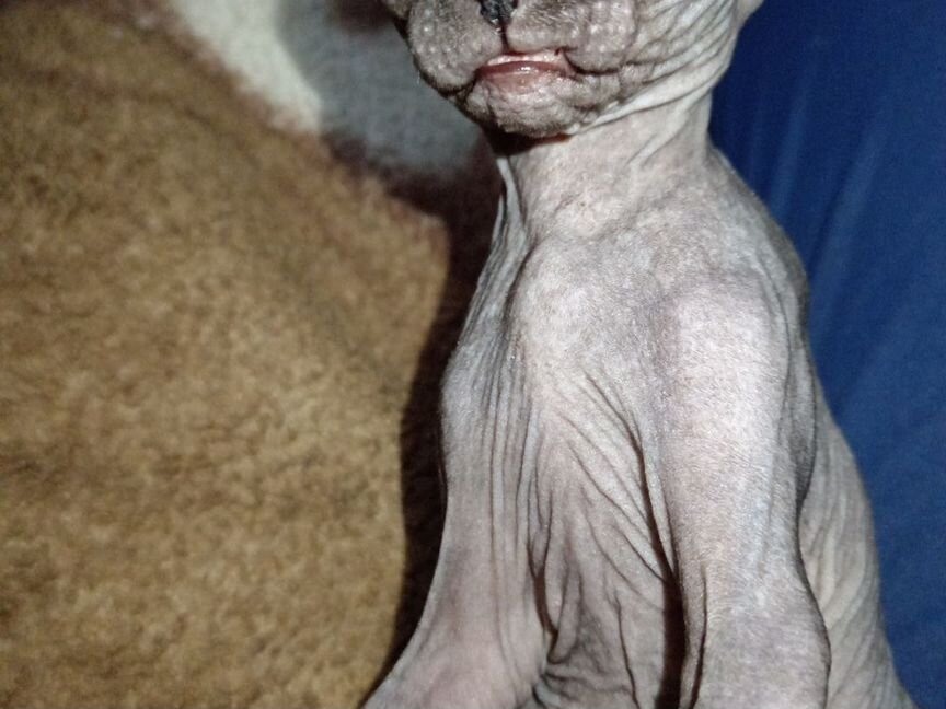 Чёрный мальчик