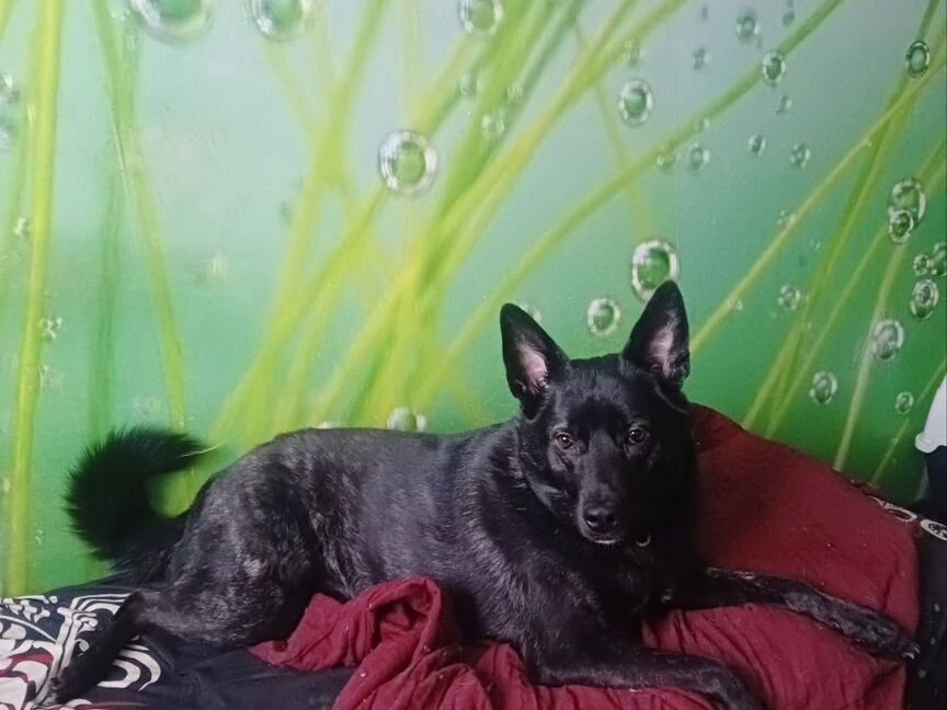 Отдам собаку в добрые руки