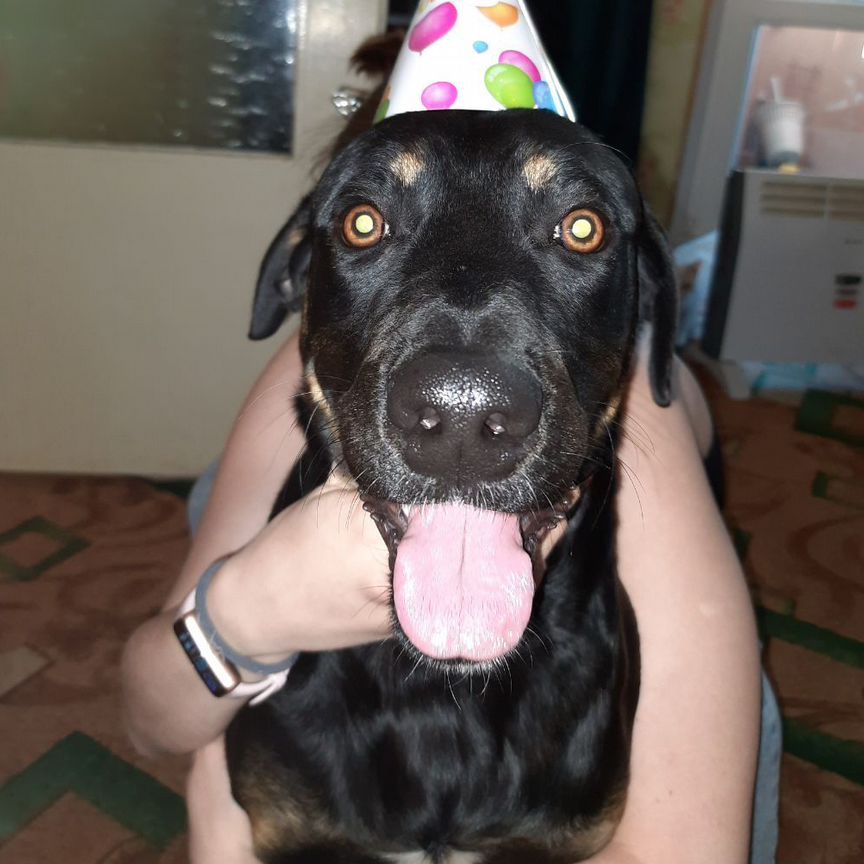 Мексиканская голая собака, вязка