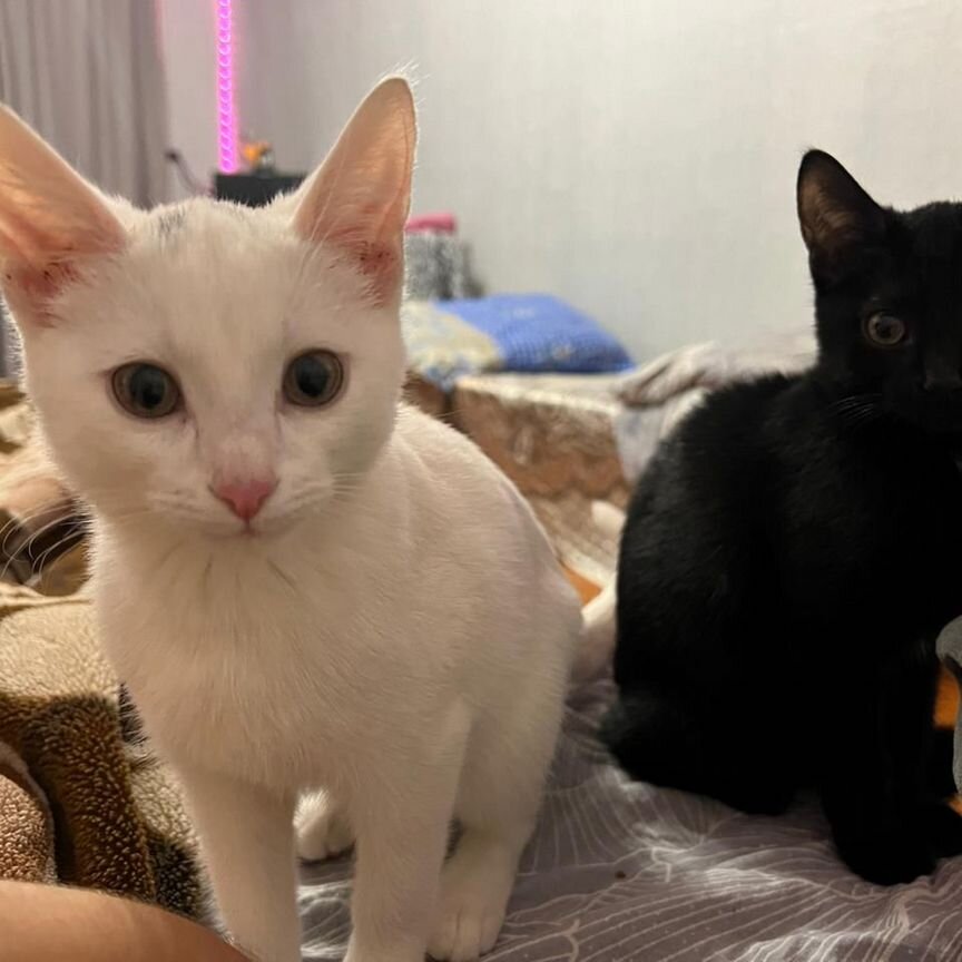 Котята в добрые руки