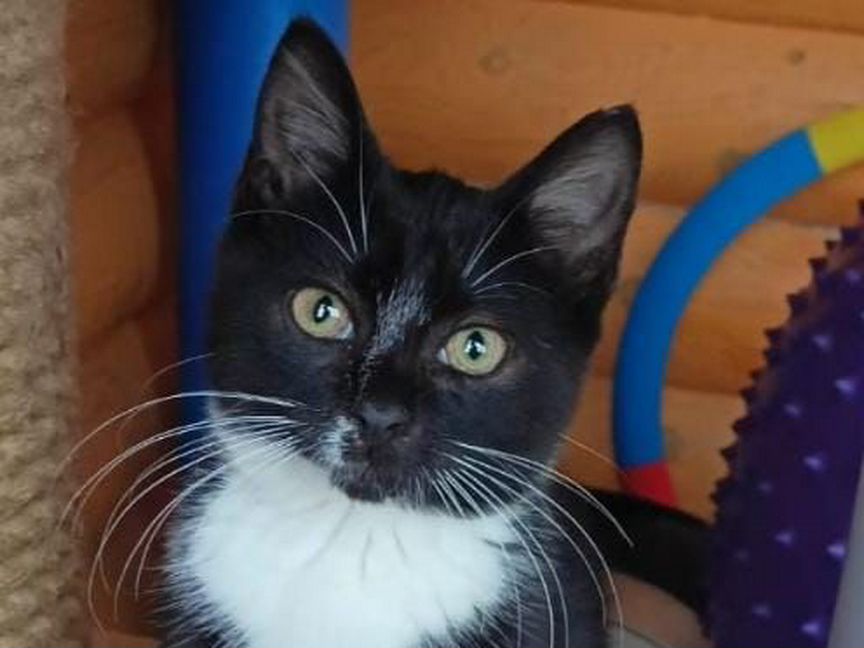 Котёнок шанти, девочка,2.5 мес., черно-белый