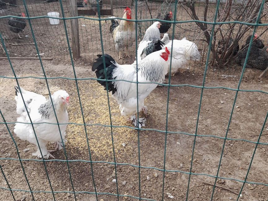 Куры несушки