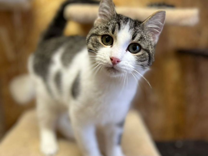 Котенок Рубик