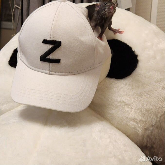 Крысу отдам бесплатно