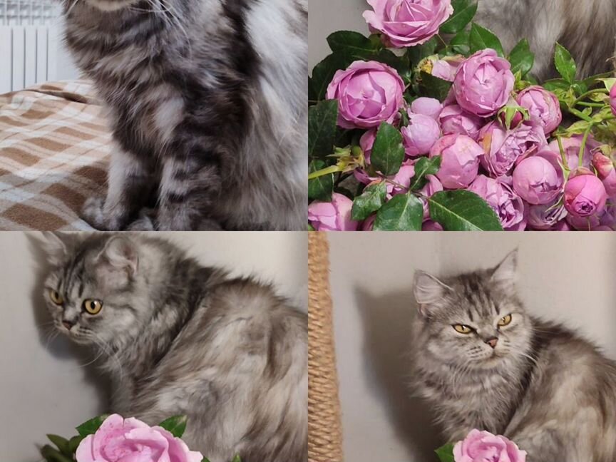 Различные судьбы и породы ждут хозяев