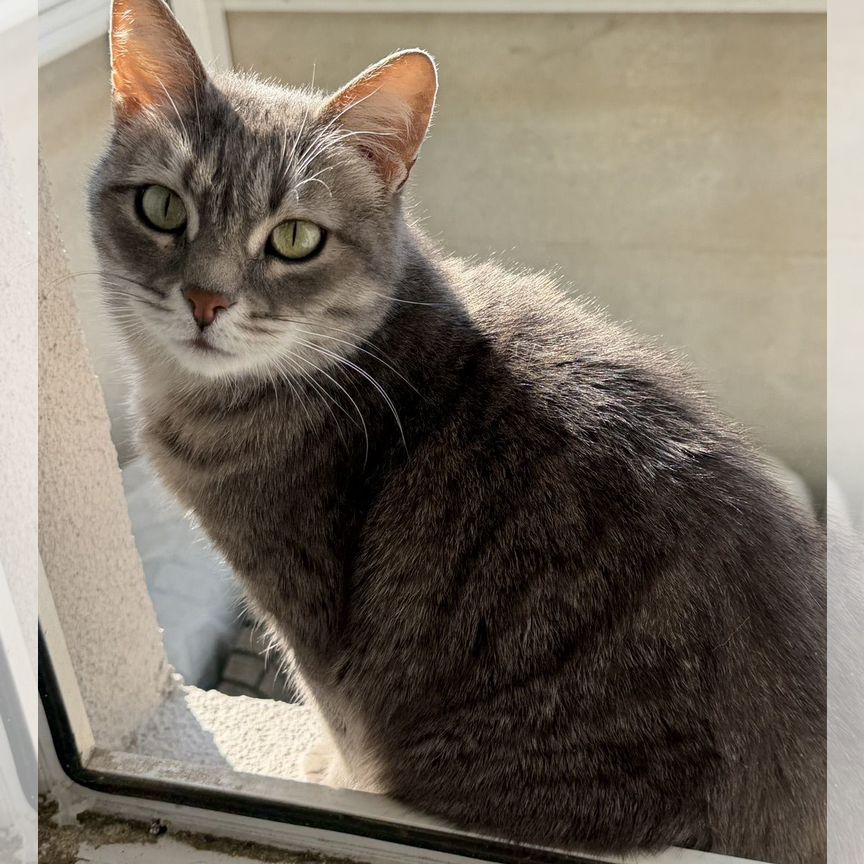 Британская короткошёрстная, взрослая кошка