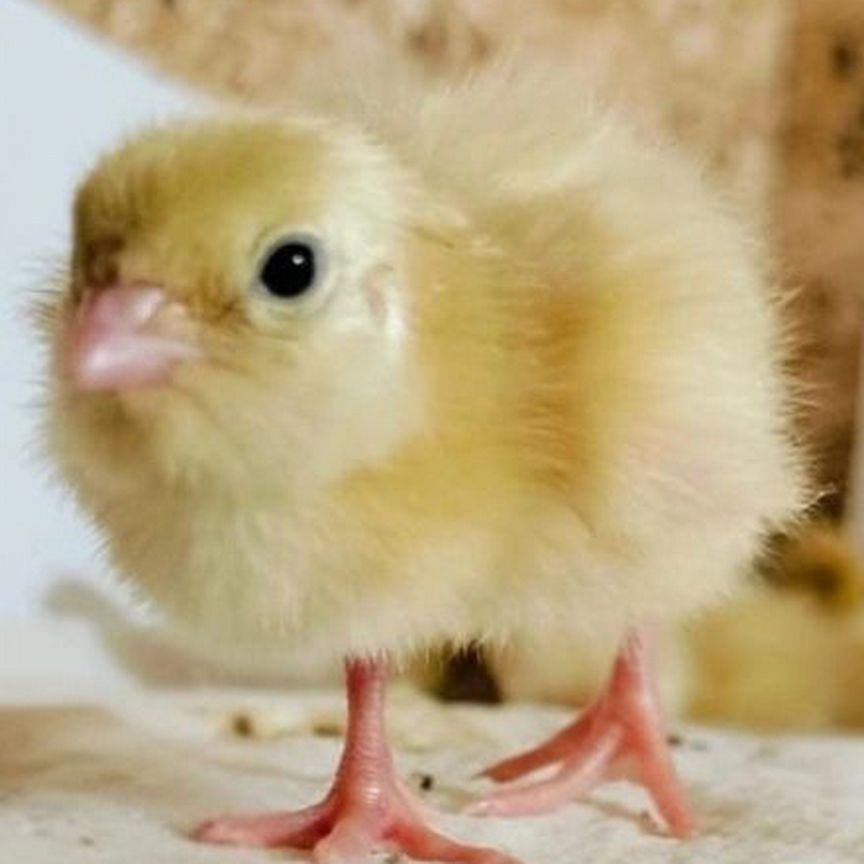 Птенец породы Техасский белый бройлерный перепел