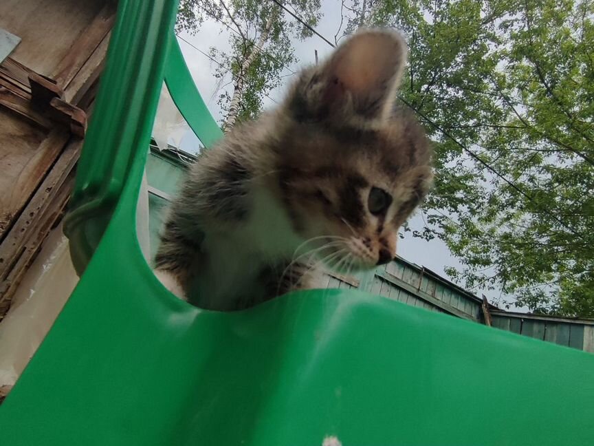 Раздаем котят(бесплатно)