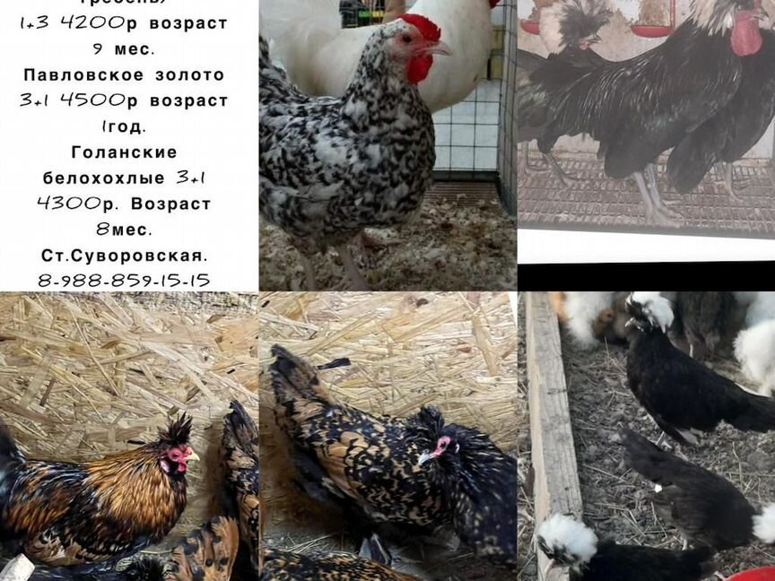 Куры породные