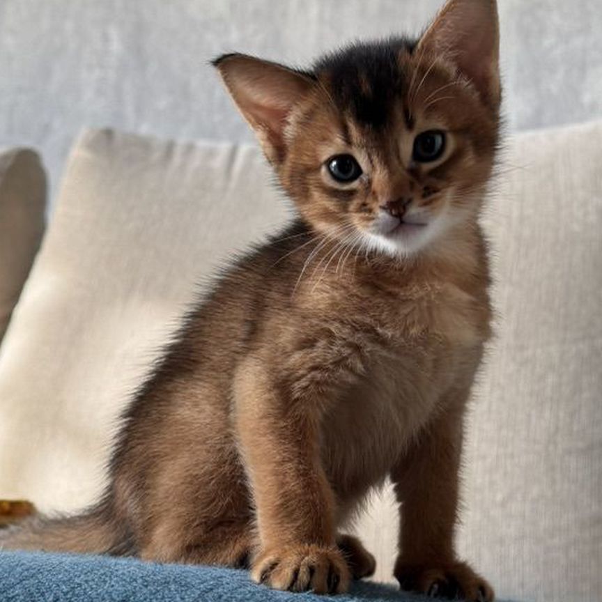 Абисинский котенок