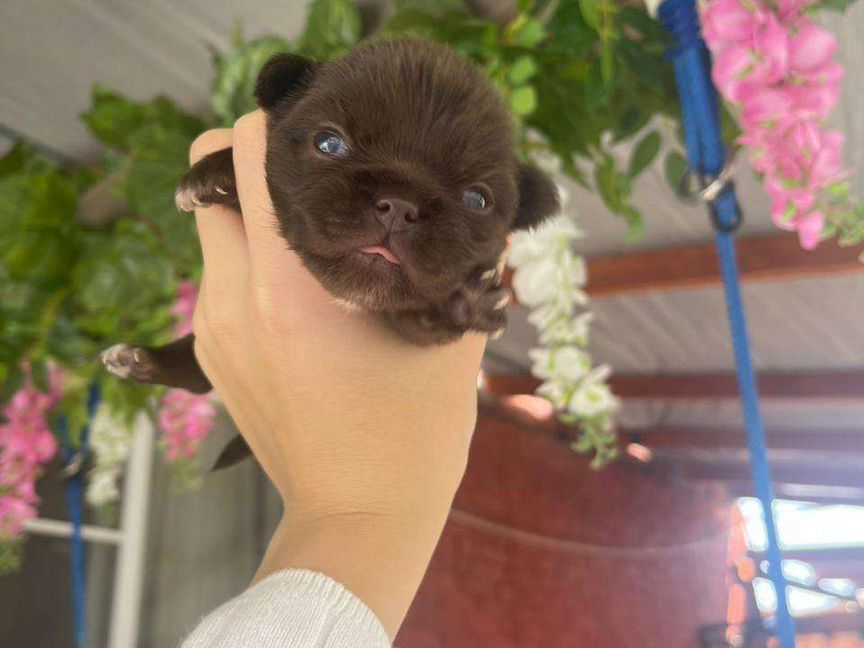 Чихуахуа мини славный медвежонок РКФ