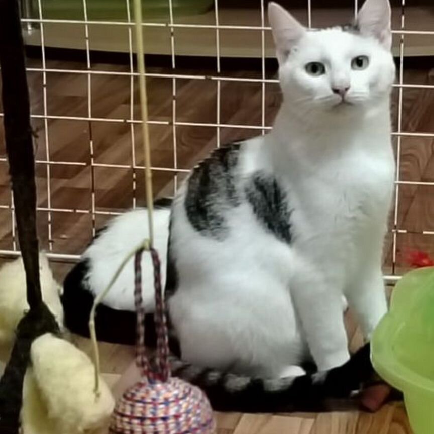 Домашние животные кошки