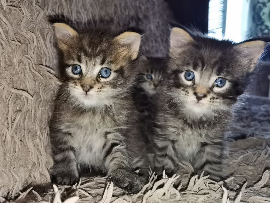 Мейн кун котята