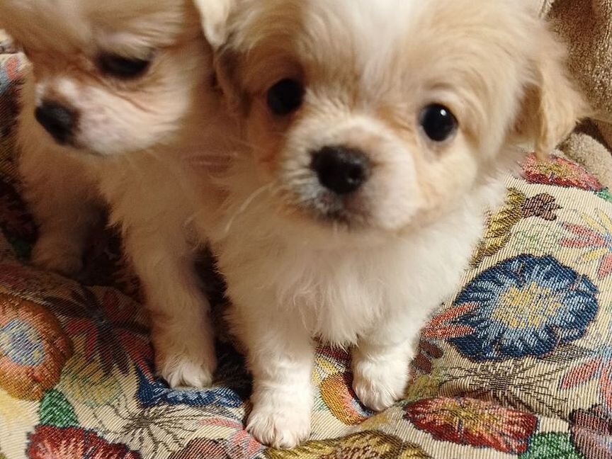 Щеники мальтипу микро