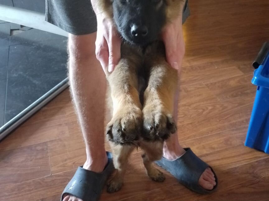 Щенок Джулиа