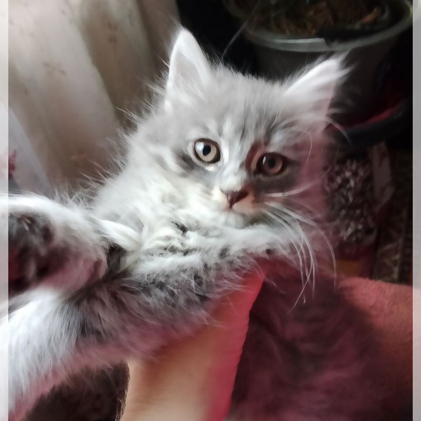 Отдам котёнка 2 месяца, полубританец