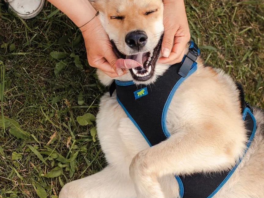 Лилу из приюта ищет дом