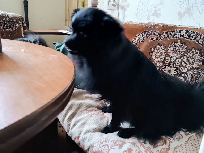 Собака ищет дом