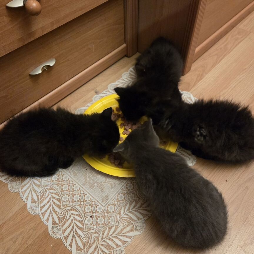 Котёнок от частного владельца