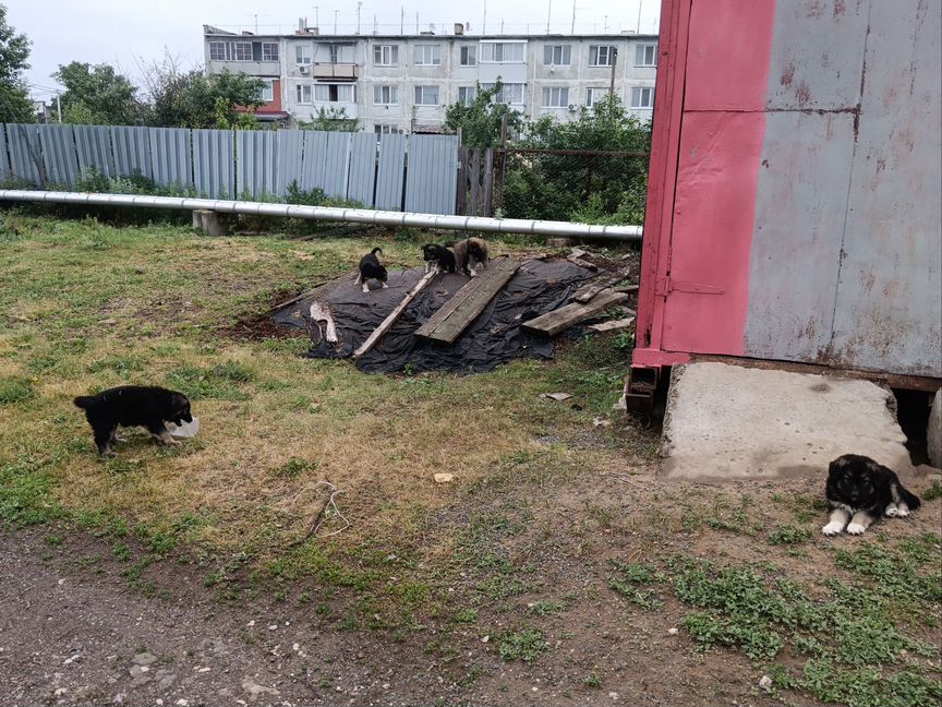 Банда щенков, в дар