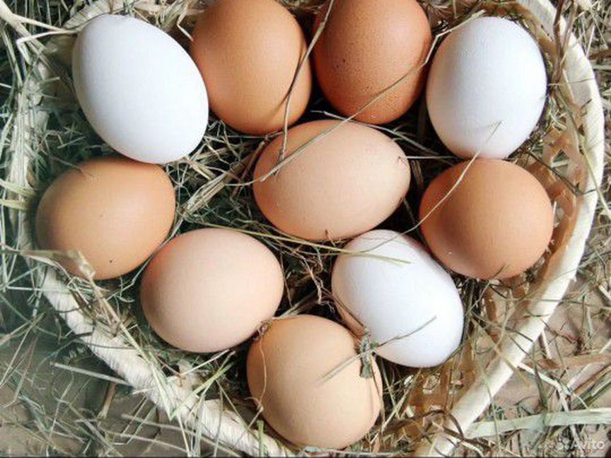Инкубационные яйца домашних кур и индюков