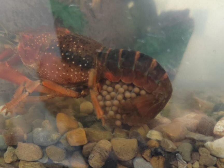 Продается аквариум на 35 литров с двумя раками