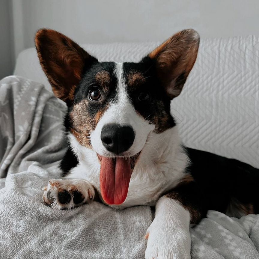 Вельш-корги кардиган