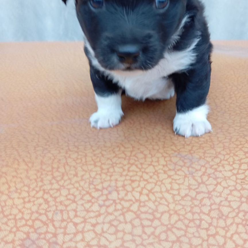 Отдам в добрые руки