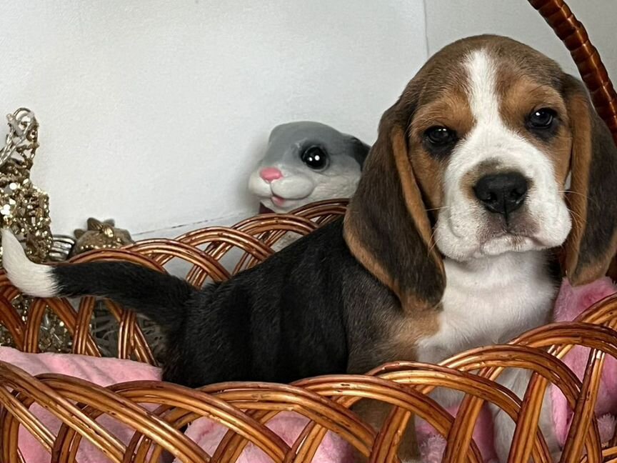 Щенки бигль