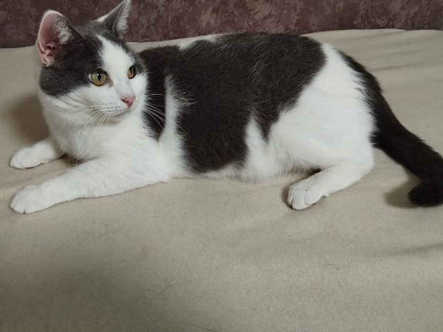 Стерилизованная Вишенка ищет дом