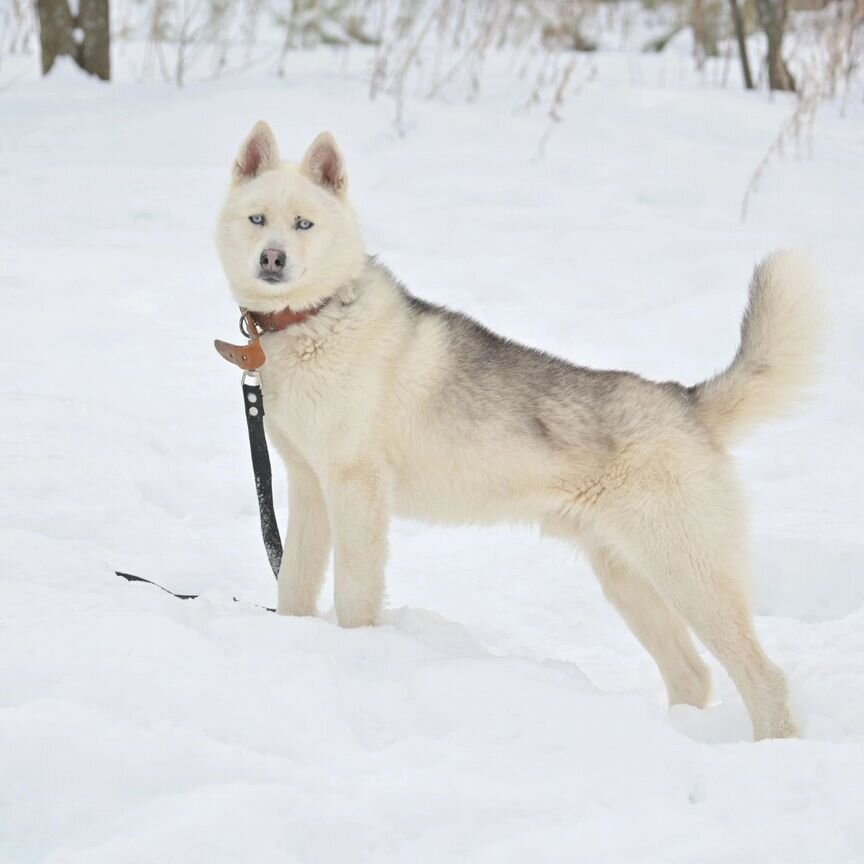 Хотой