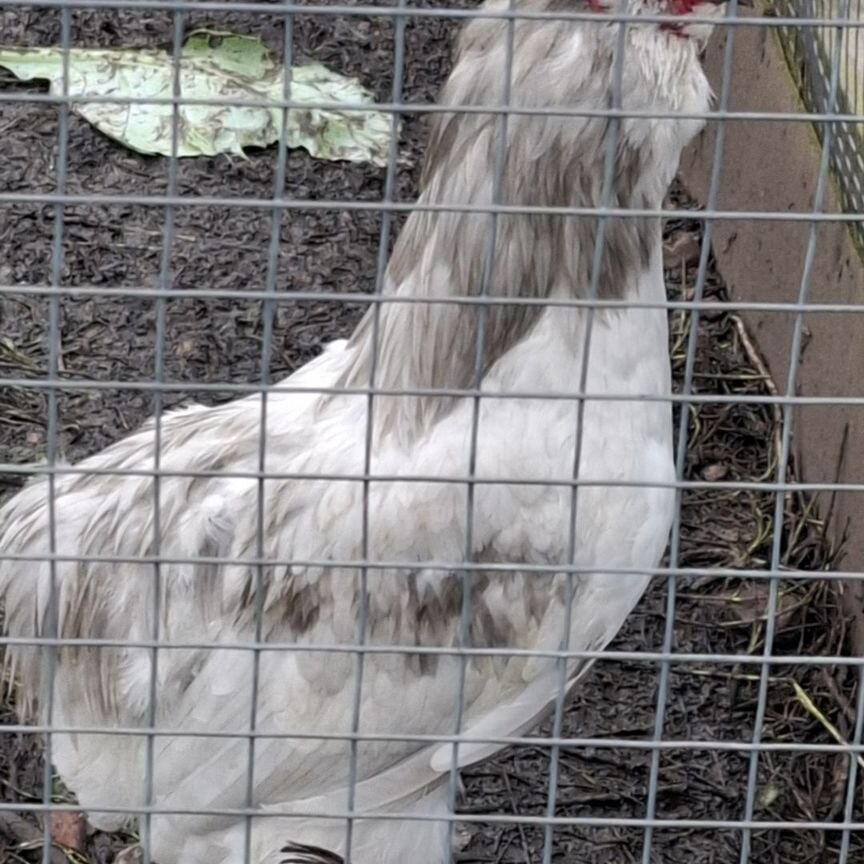 Петрушки породы Амераукана лаванда