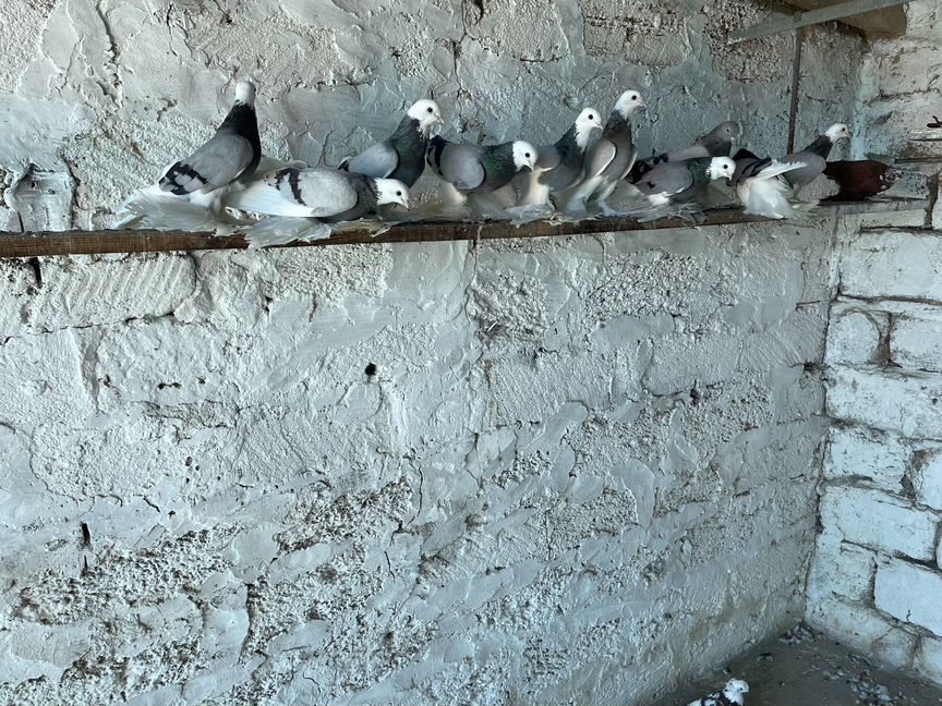 Голуби сизо-рябые