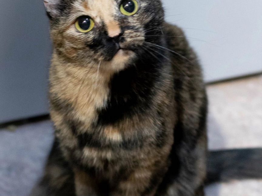 Кошечка Корица