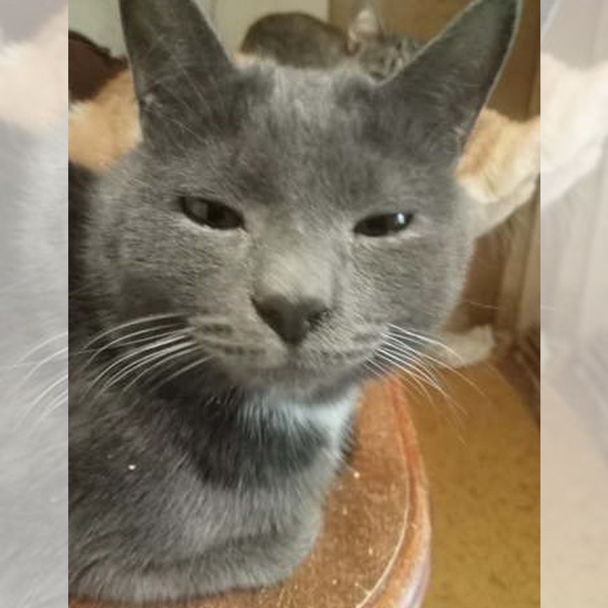 Котик подросток