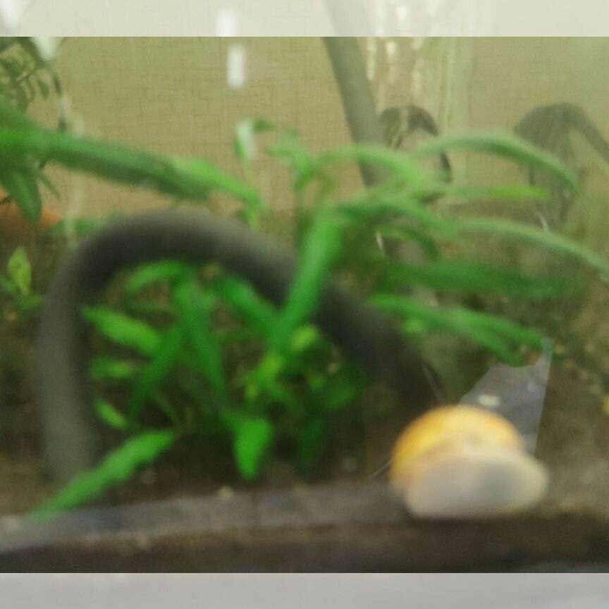 Криптокорина