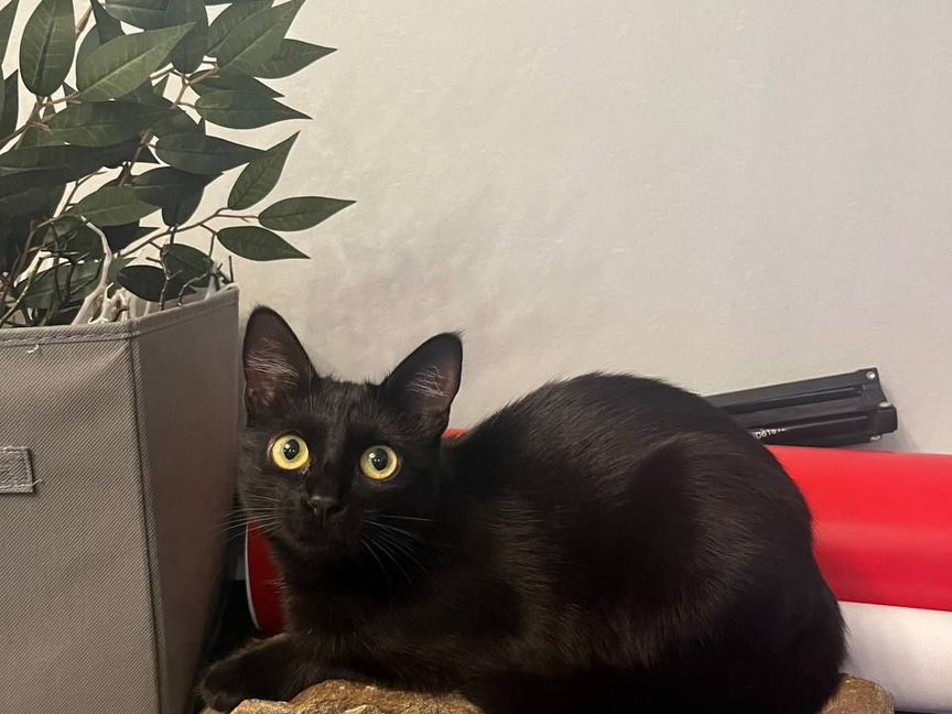 Кошка