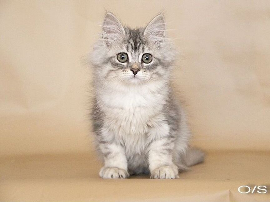 Сибирский мальчик