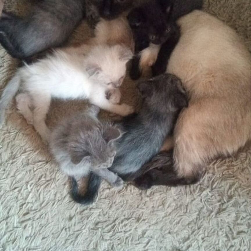 Котята в добрые руки бесплатно