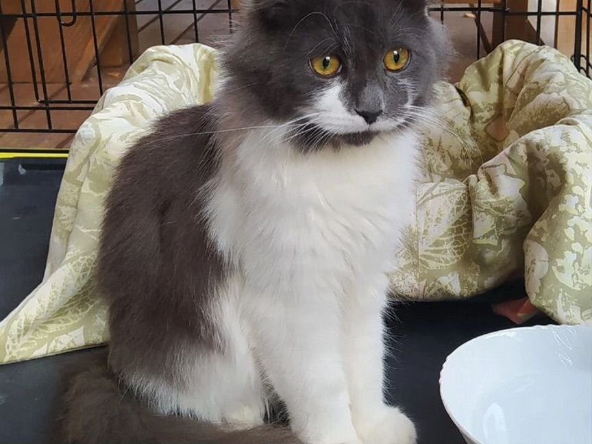 Невероятно красивый котик ищет дом