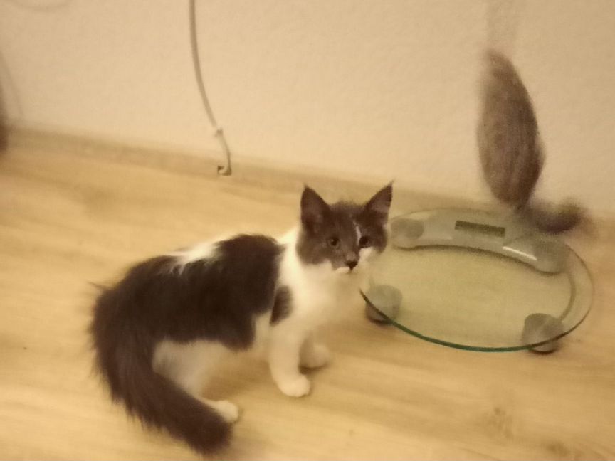 Девочка красавица Пуша в дар