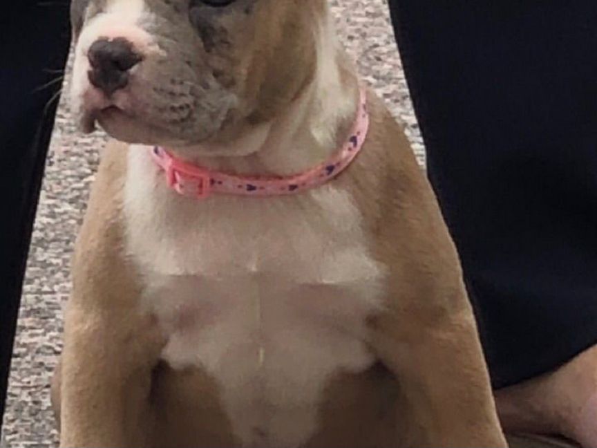 Американский булли