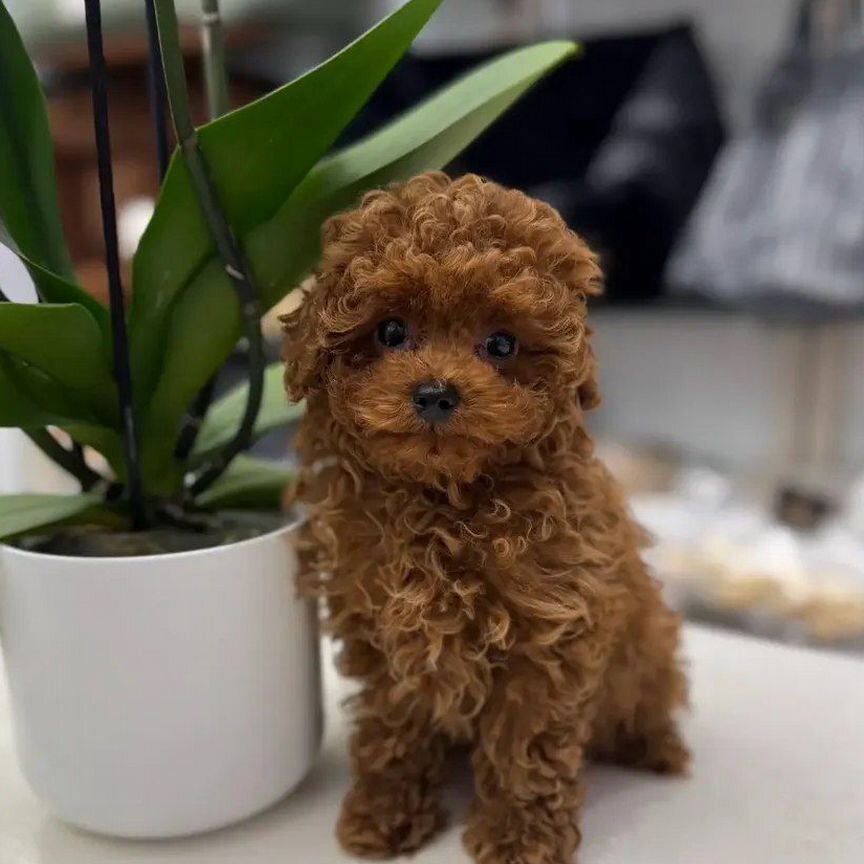 Той-пудель, щенок