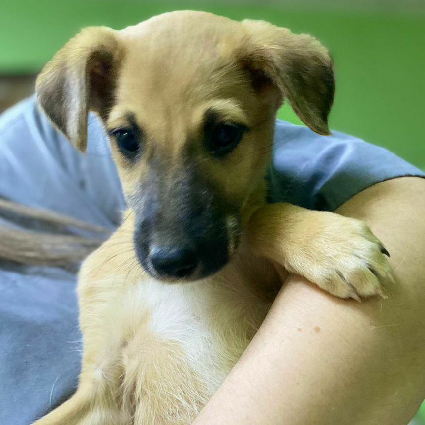 Щенок в добрые руки