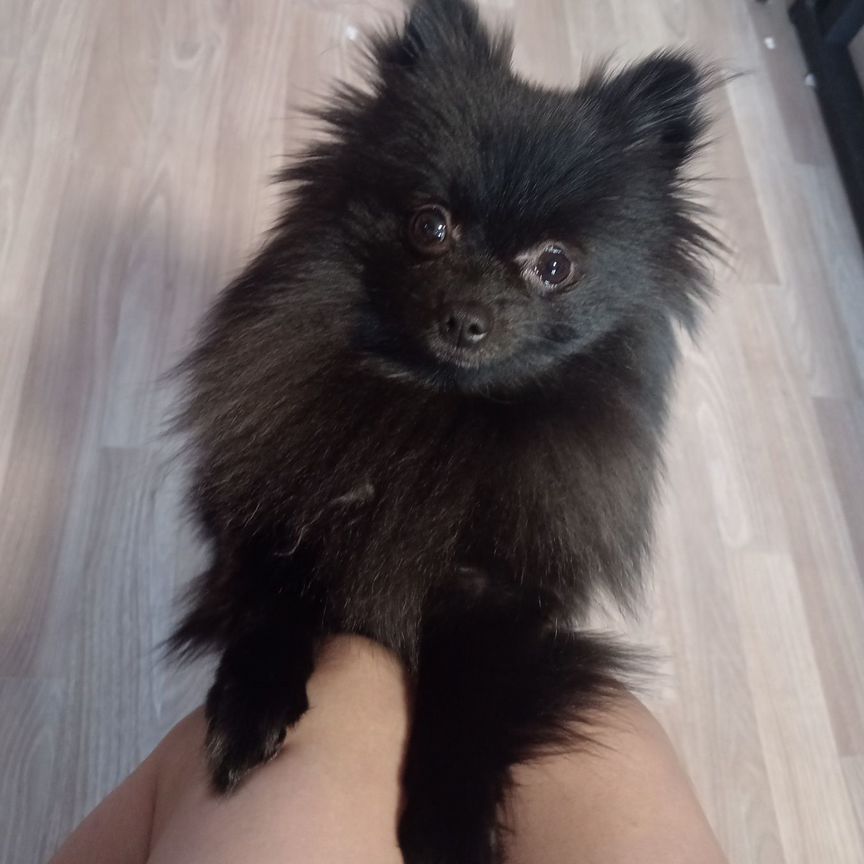 Немецкий шпиц, взрослая собака